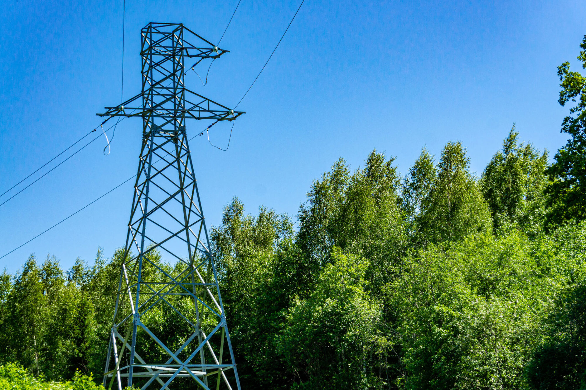 Utility Arboriculture - Wilson Tree Surgery