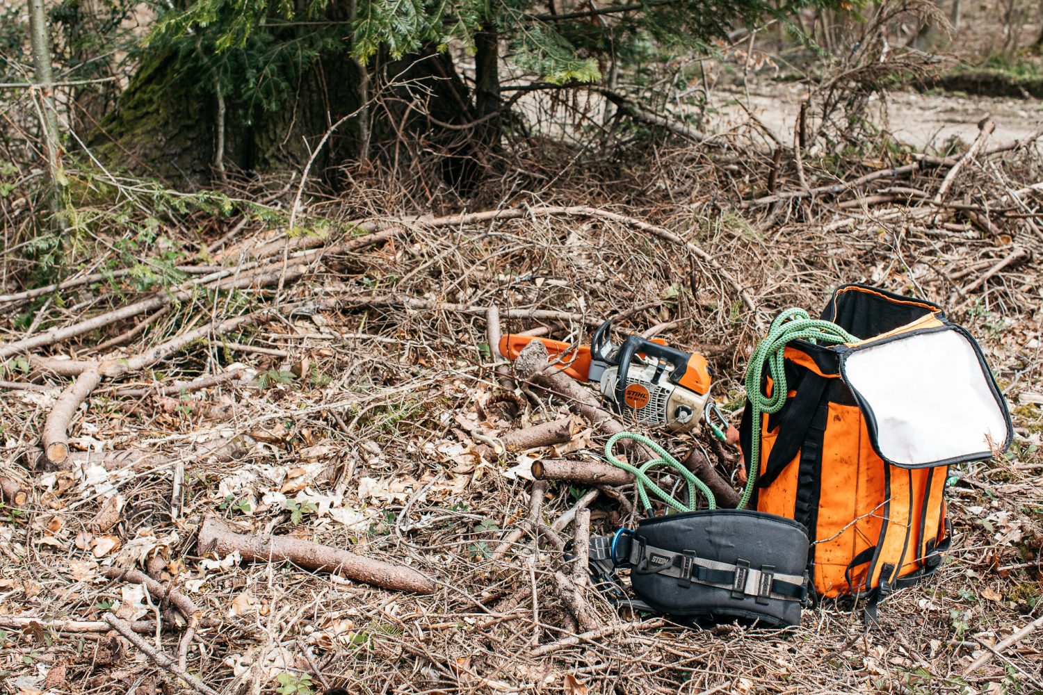 Tree Tales: The Glastonbury Festival Rave Tree - Wilson Tree Surgery