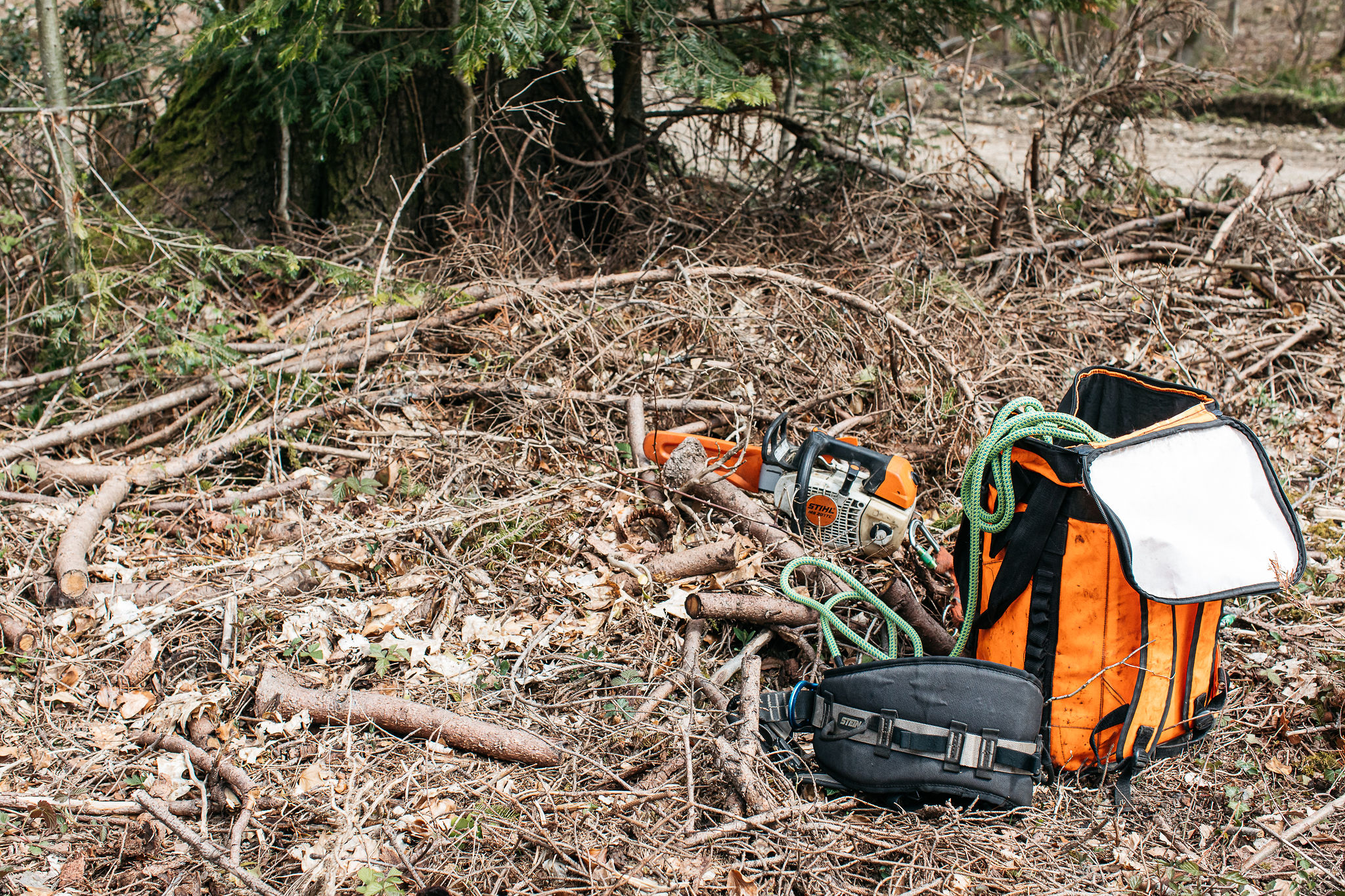 What happens to trees in drought? - Wilson Tree Surgery