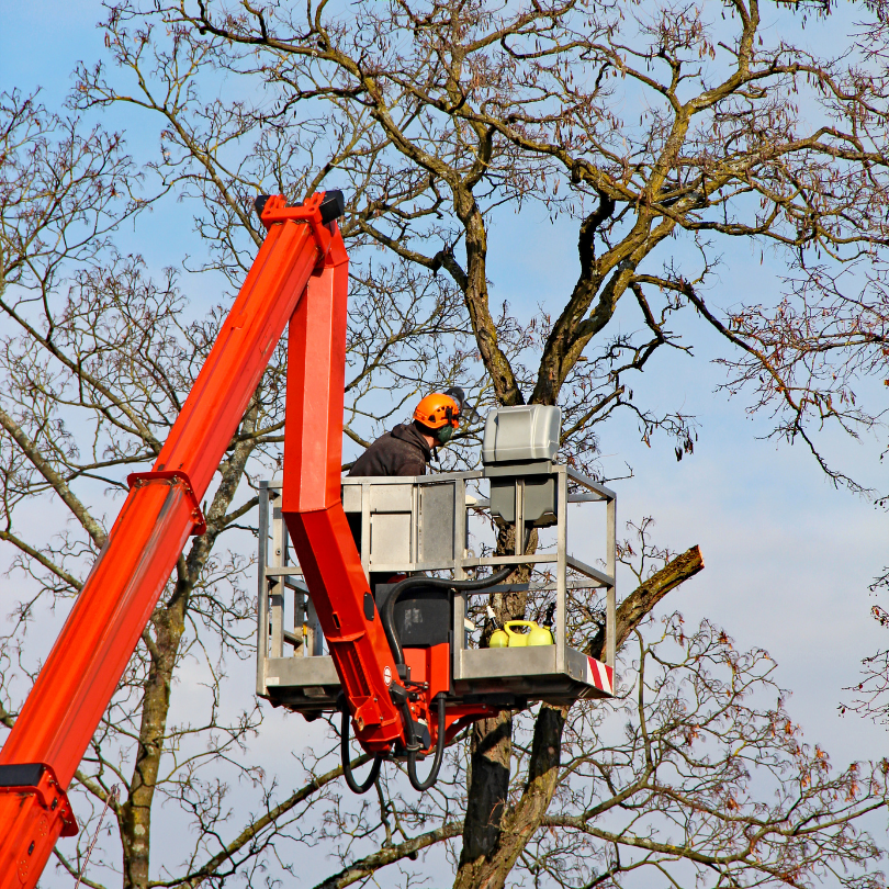 What happens to trees in drought? - Wilson Tree Surgery