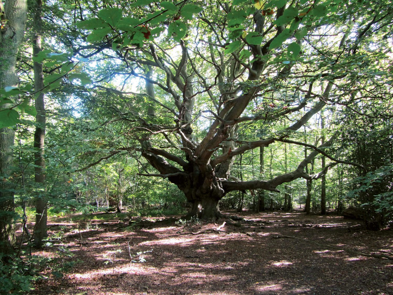 TreeTales : Films that feature famous trees - Wilson Tree Surgery