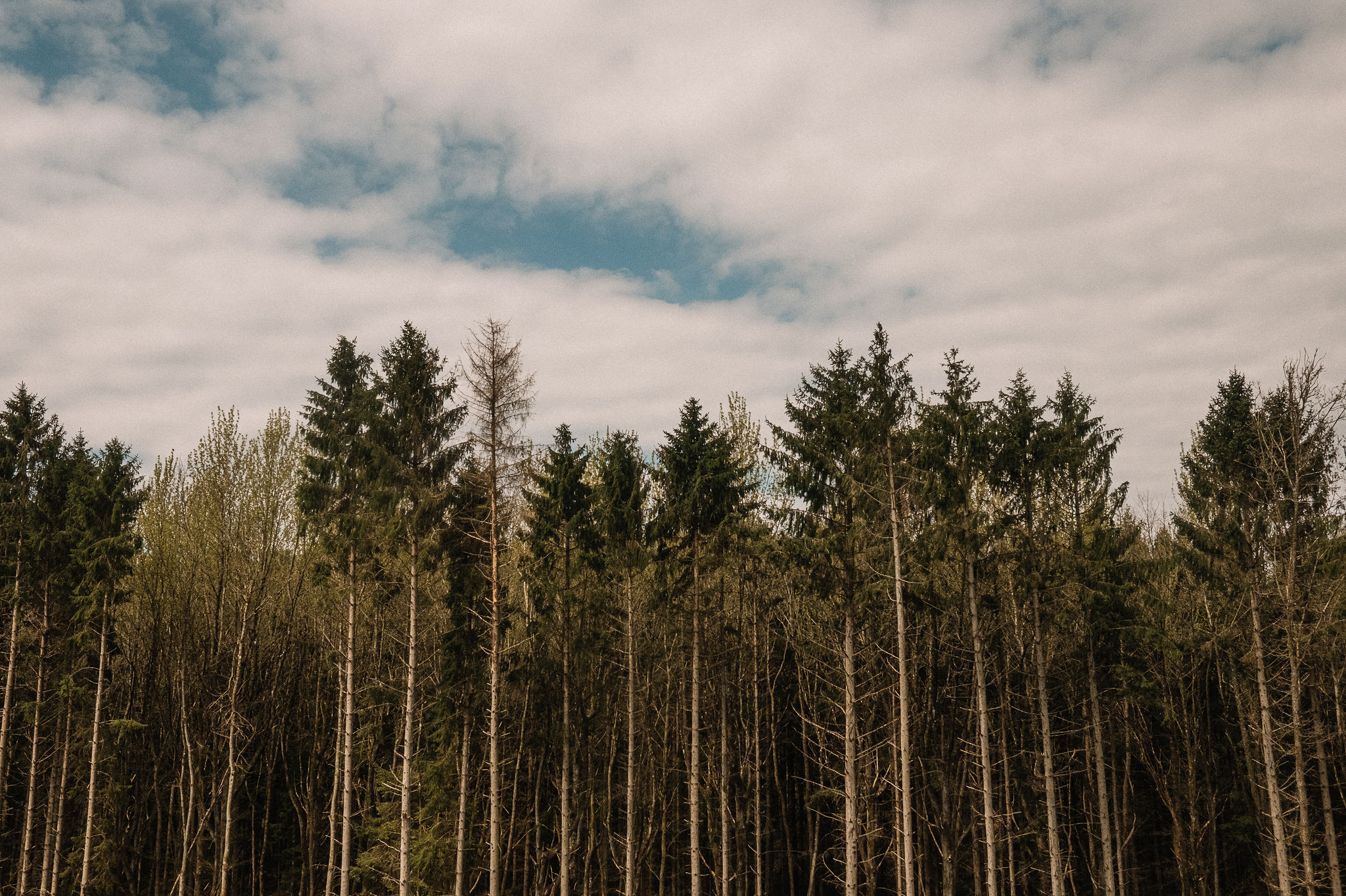 Sustainability - Wilson Tree Surgery