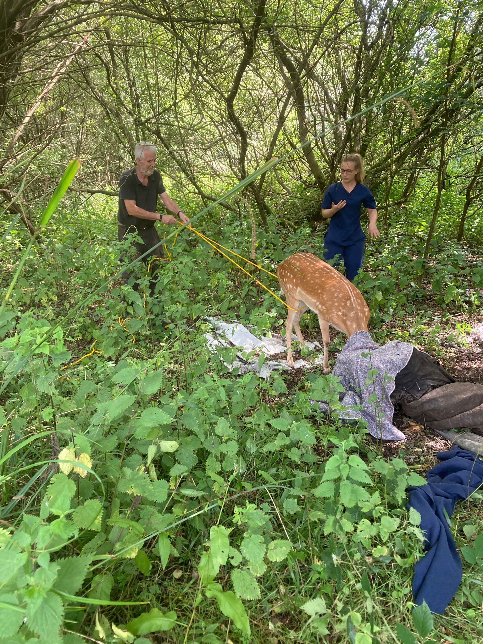 The Rescued Deer - Wilson Tree Surgery