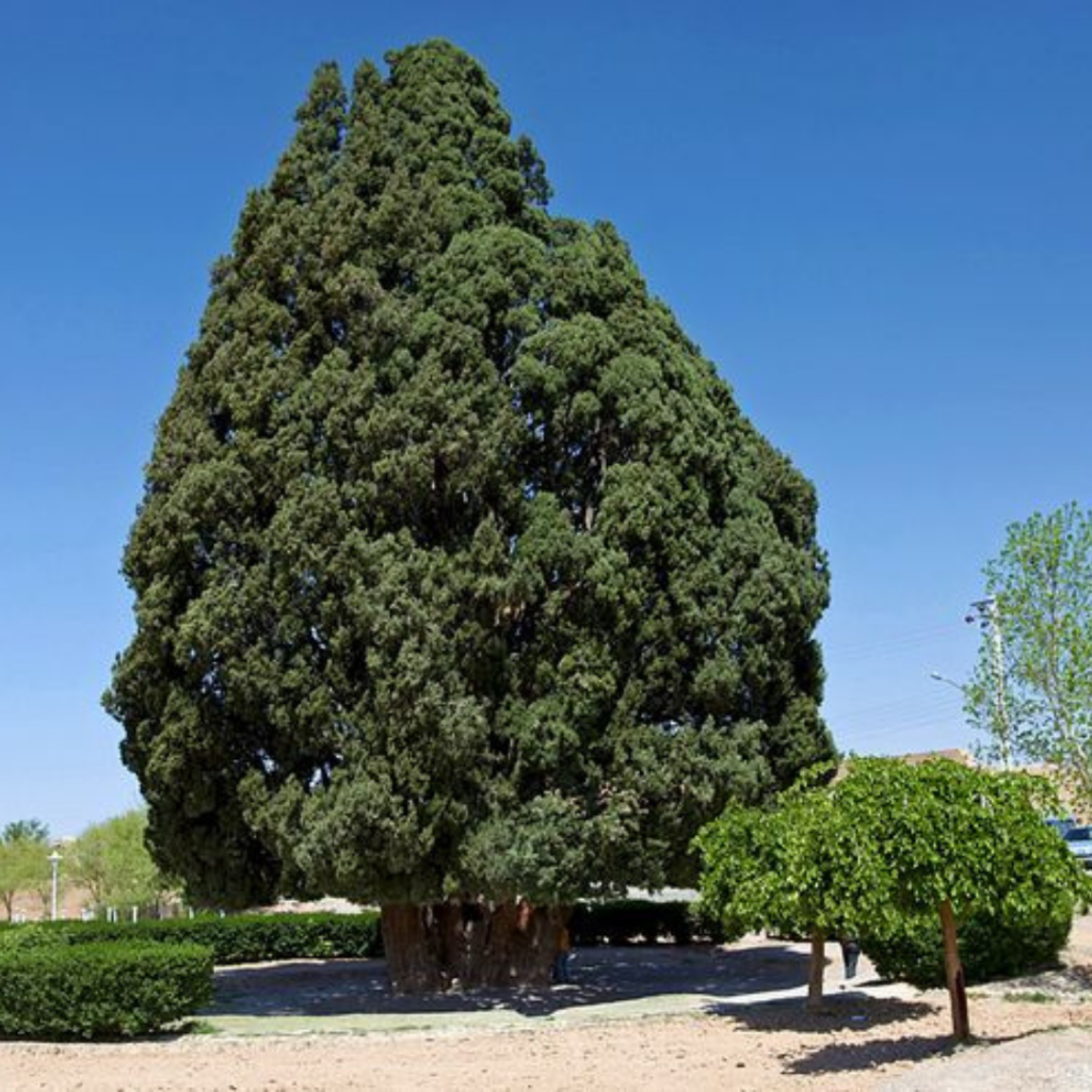 The World's Oldest Trees - Wilson Tree Surgery