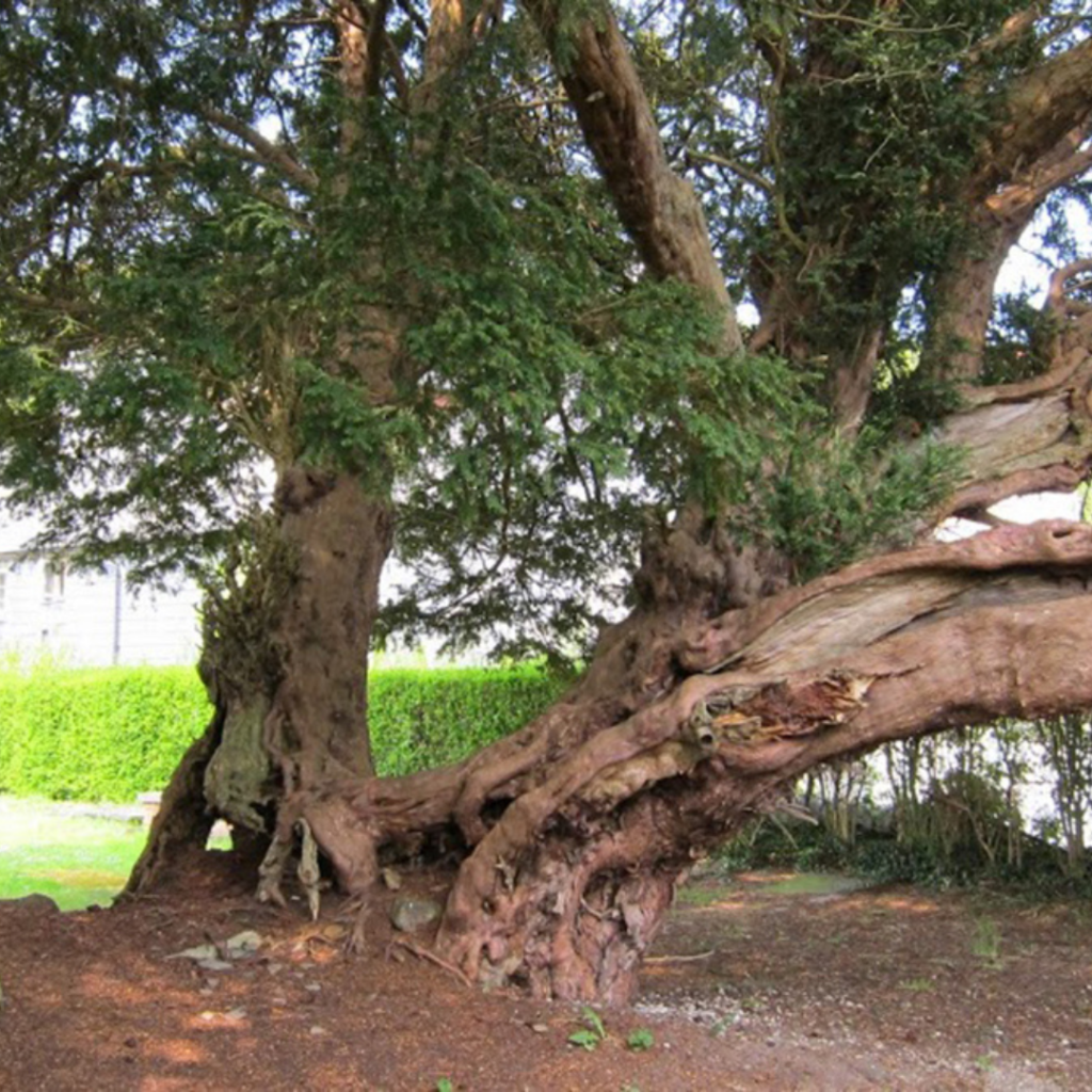 The World's Oldest Trees - Wilson Tree Surgery