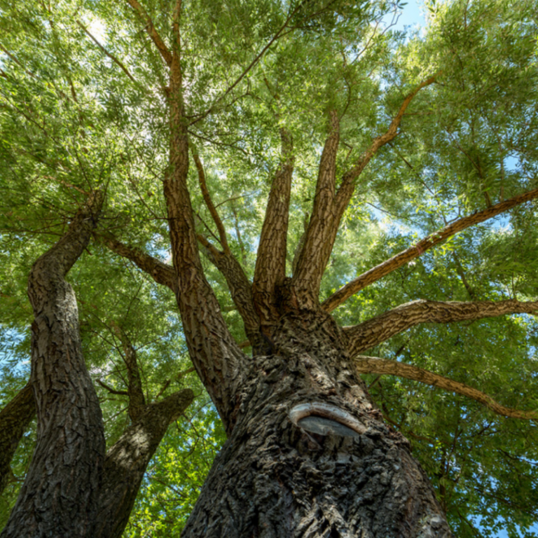 Understanding Ash Dieback - Wilson Tree Surgery