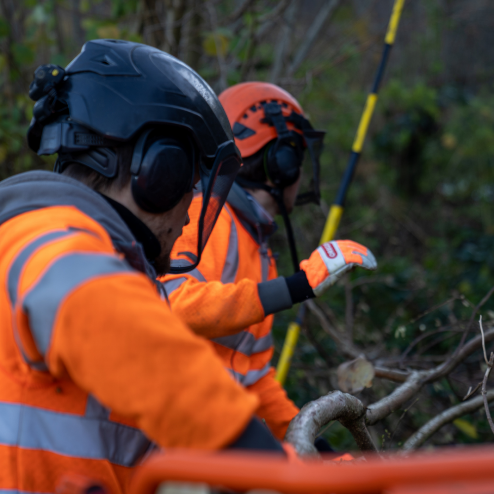 The History of Tree Surgery - Wilson Tree Surgery