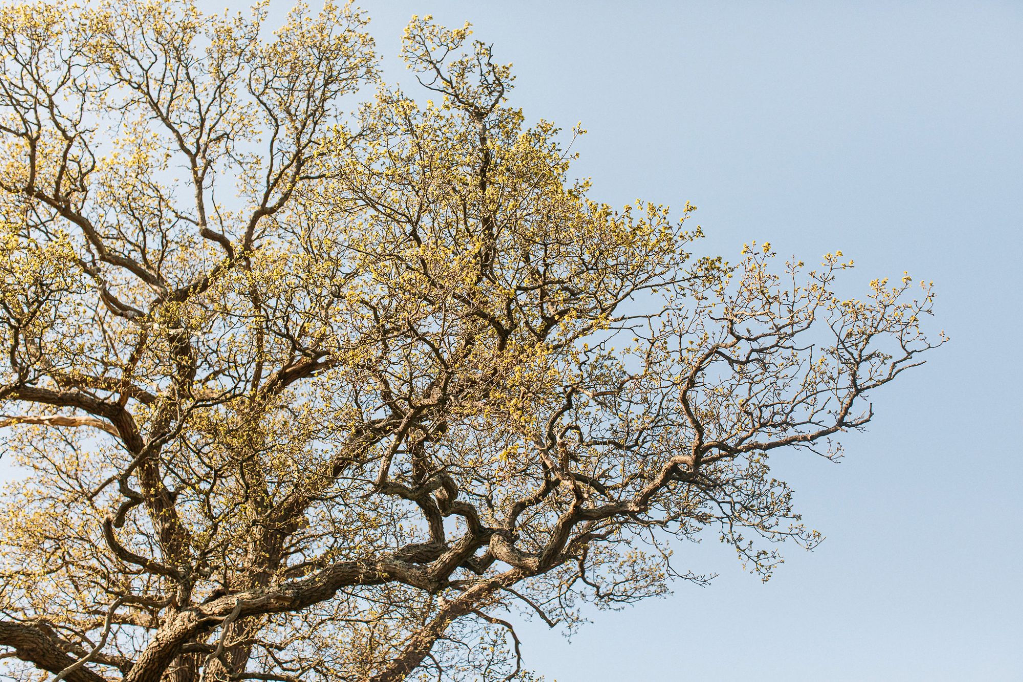 The Biggest Threats to Trees in the UK - Wilson Tree Surgery