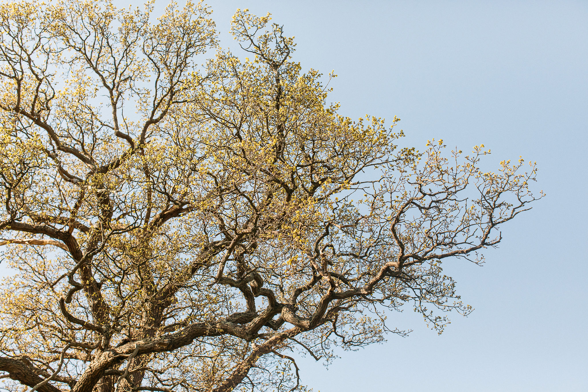The Biggest Threats to Trees in the UK - Wilson Tree Surgery