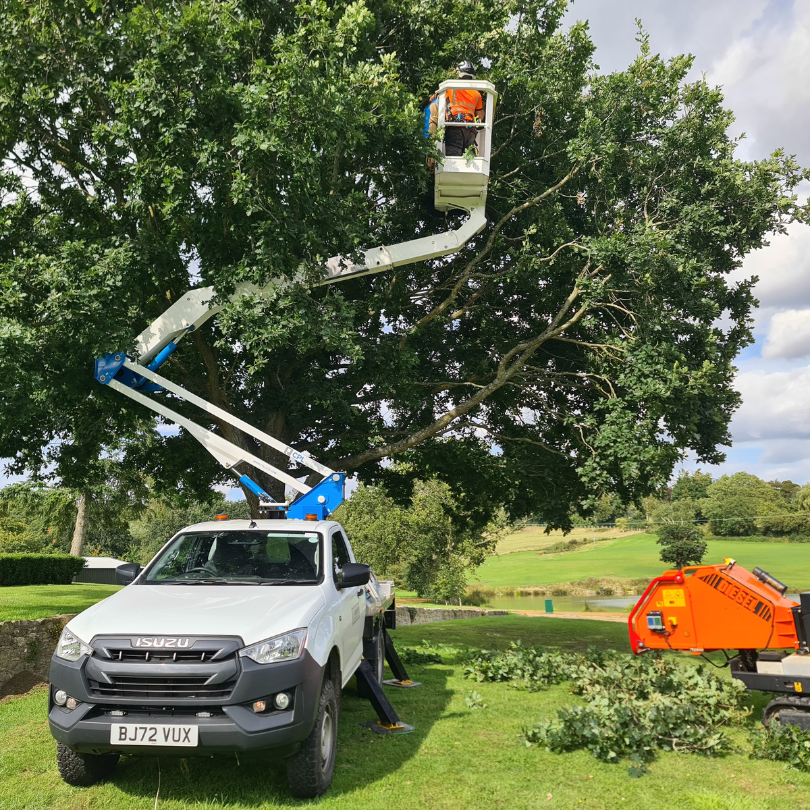 The History of Tree Surgery - Wilson Tree Surgery