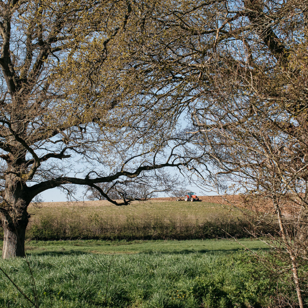 Tree Talk: How Trees Communicate - Wilson Tree Surgery