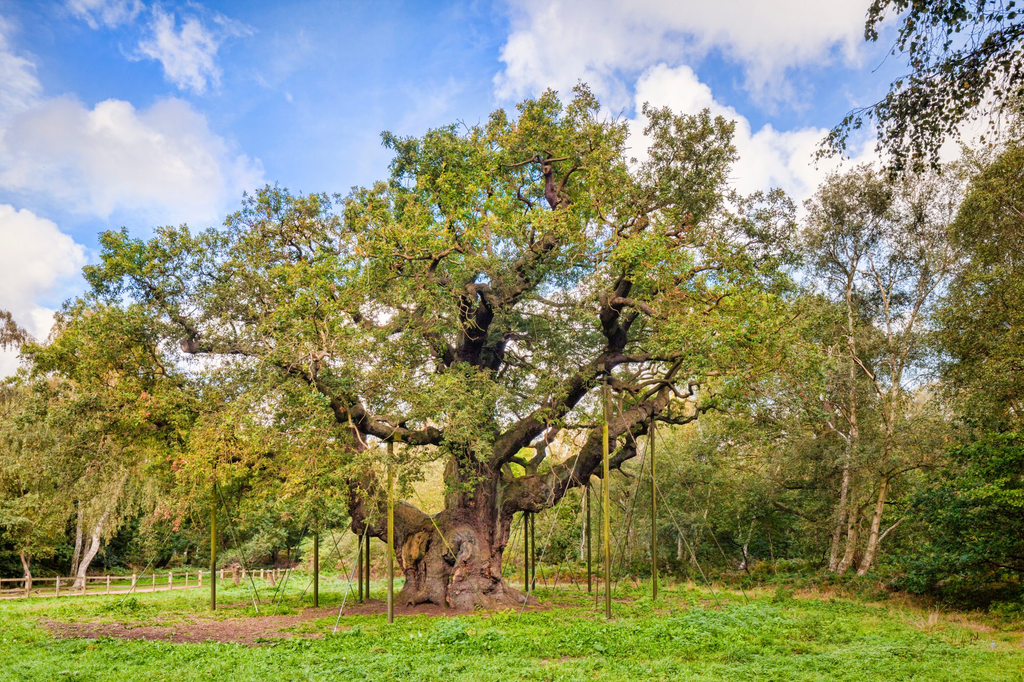 Tree Tales: The Legacy of the Major Oak Tree - Wilson Tree Surgery