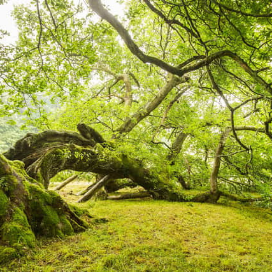 Iconic UK Trees - Wilson Tree Surgery