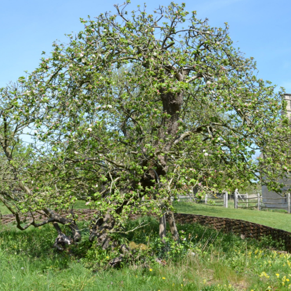 Iconic UK Trees - Wilson Tree Surgery