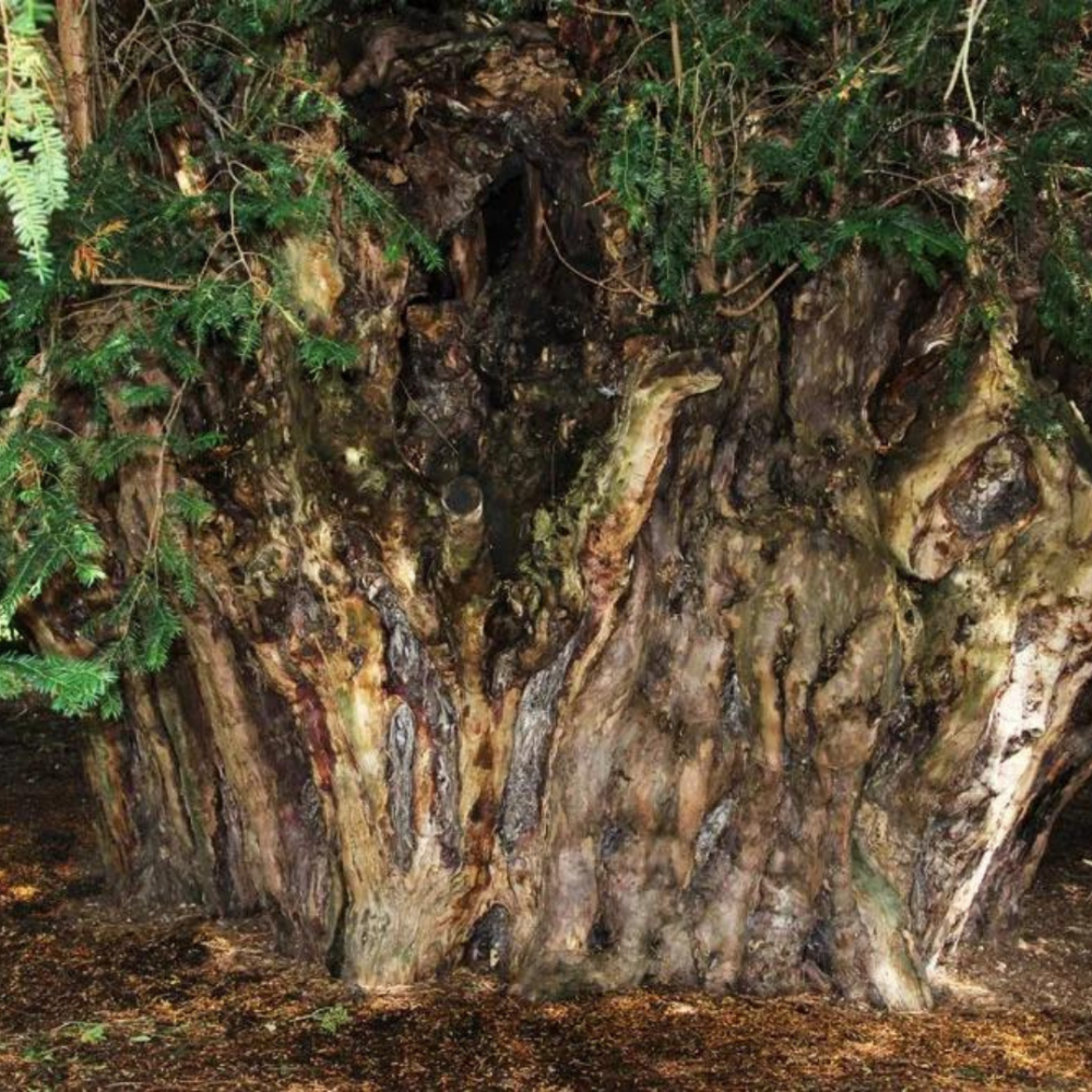 Iconic UK Trees - Wilson Tree Surgery