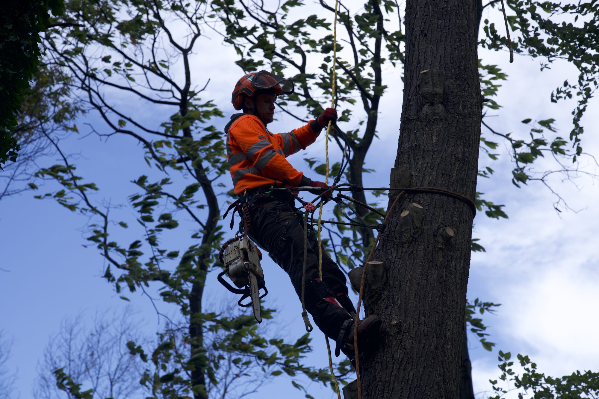 Belts & Braces in Tree Surgery - Wilson Tree Surgery