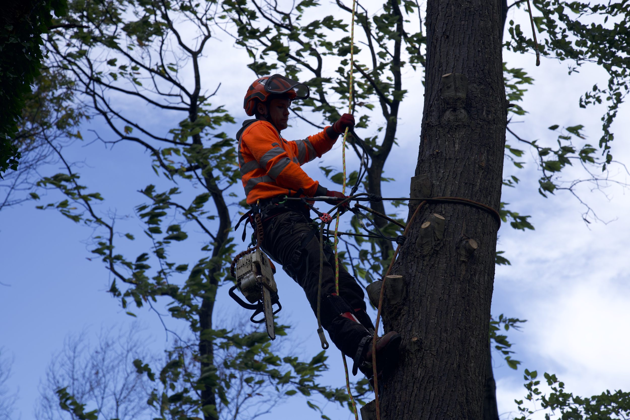 The History of Tree Surgery - Wilson Tree Surgery