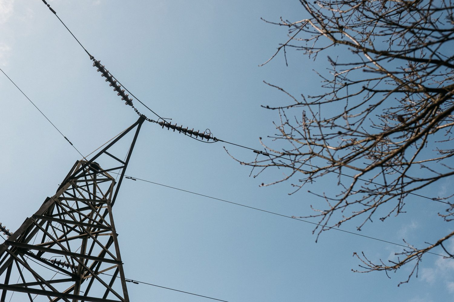 The History of Tree Surgery - Wilson Tree Surgery