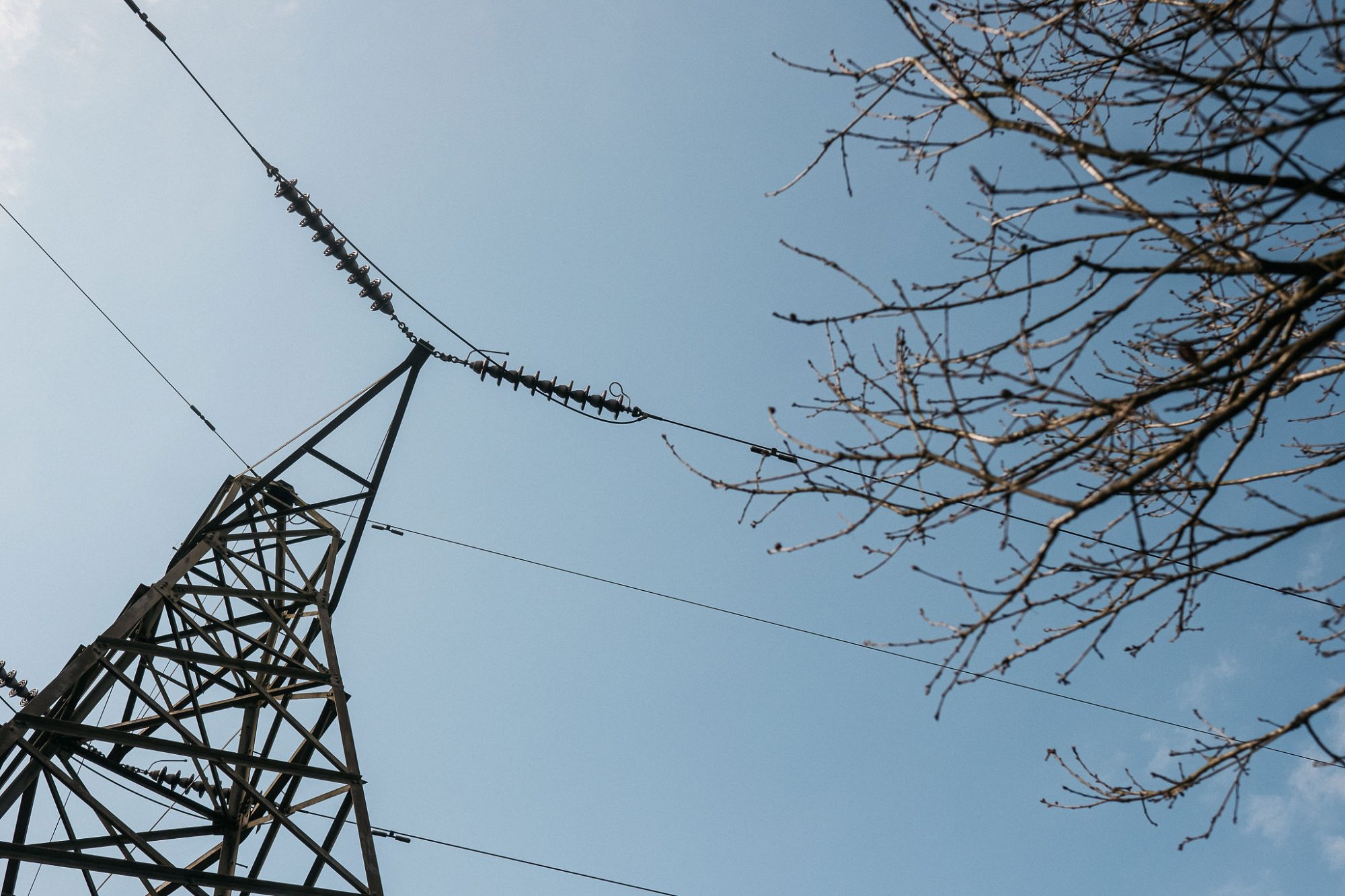 The Role of Tree Surgery in Maintaining Utility Safety - Wilson Tree ...