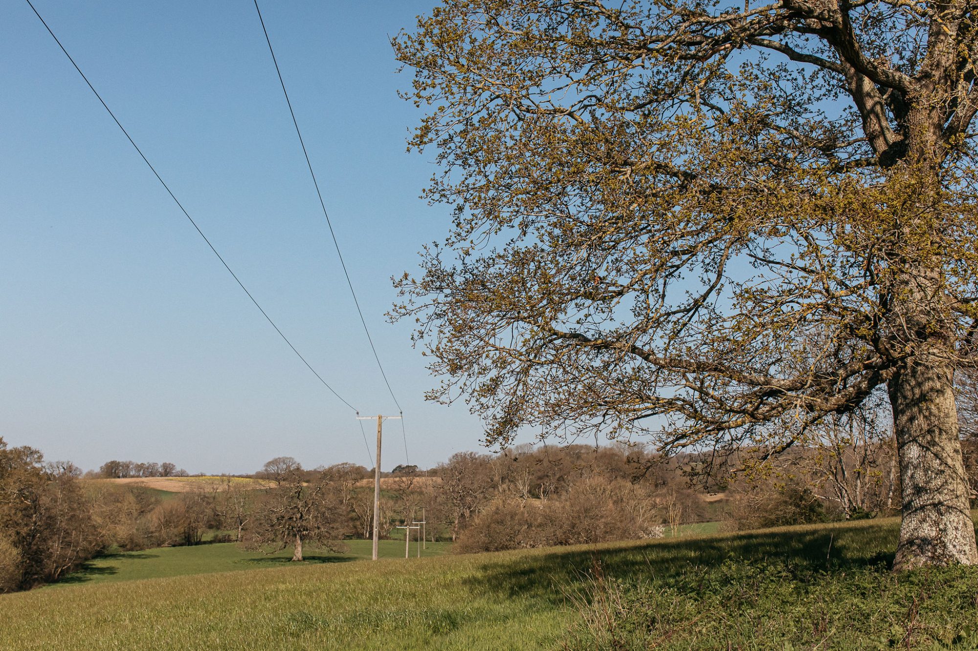The Life Cycle of a Tree - Wilson Tree Surgery