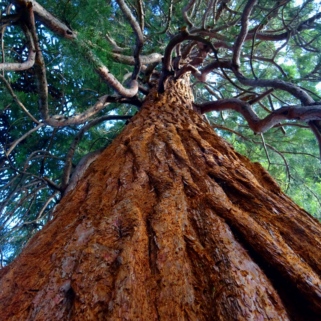 Tree Myths Debunked - Wilson Tree Surgery